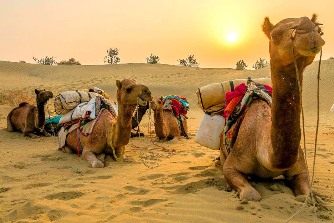 Photo of Adventurous overnight longer Trips organised by Exotic Luxury ...